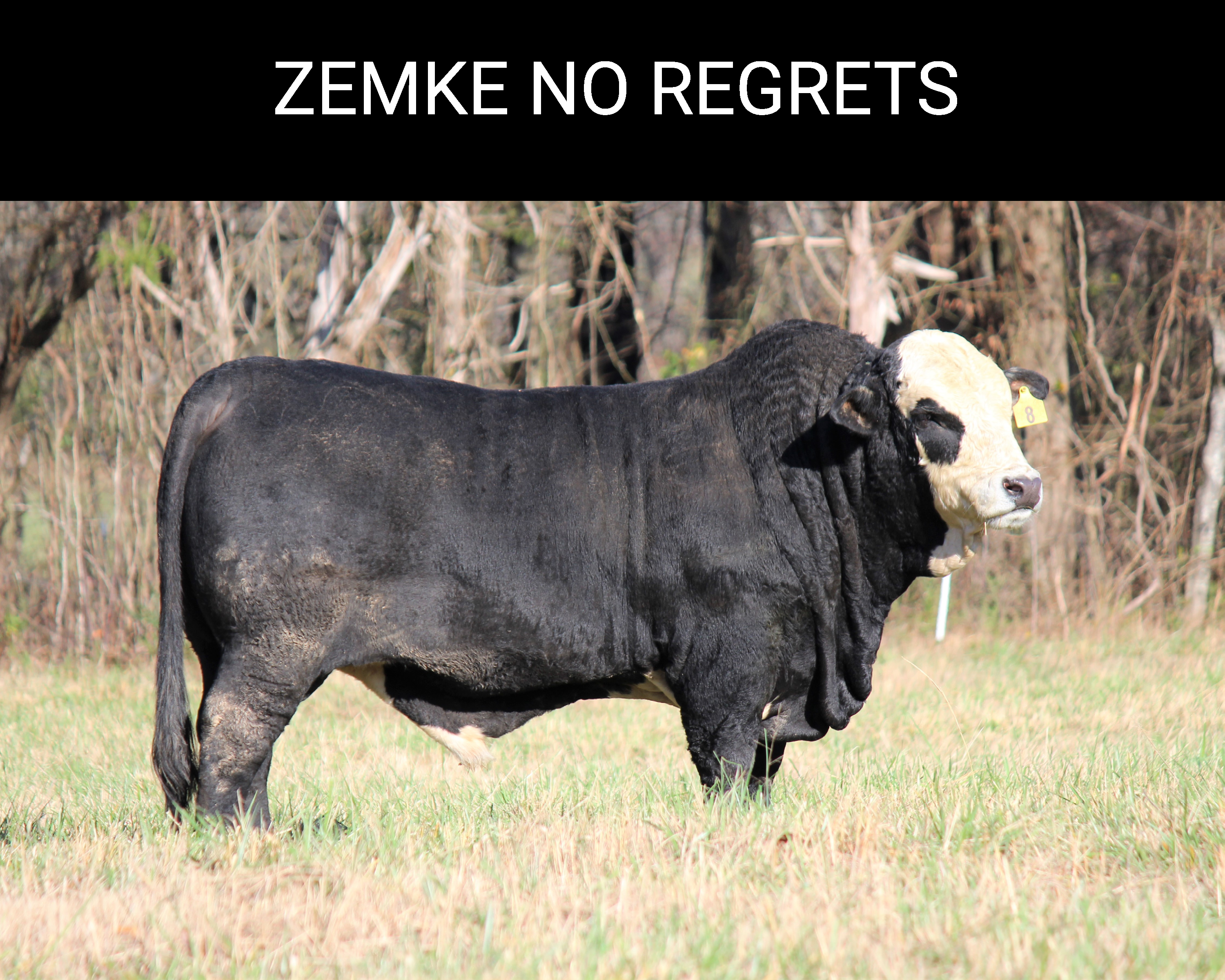 Zemke No Regrets – EXT Genetics